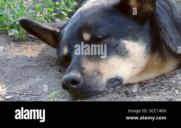 Adorable Black and Tan Dog Napping Peacefully Outdoors in Golden ...