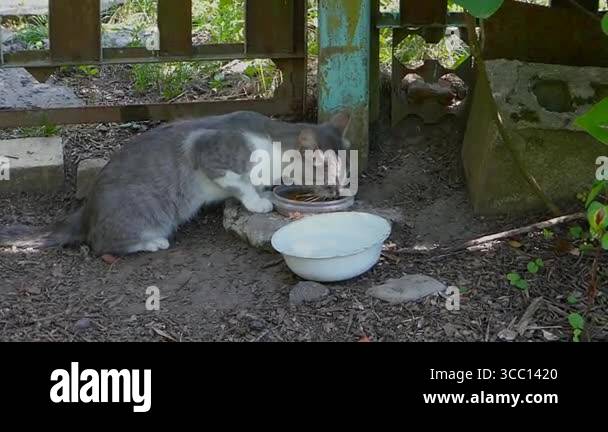 A White and Grey Cat Enjoys a Meal of Dry Kibble Outdoors Stock Video ...