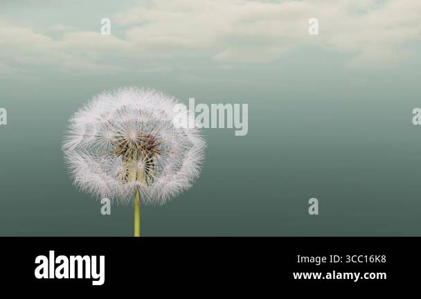 3D rendering of the dandelion fluff blown by the wind Stock Video ...