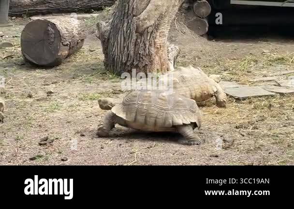 Four turtles slowly walking on the ground natural reptile stroll in ...