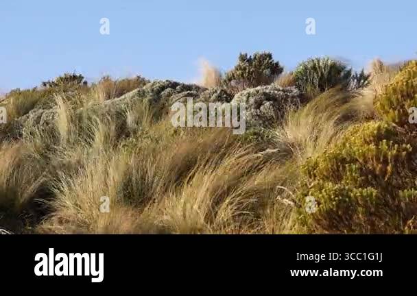 Wind-swept grasses and shrubs in natural landscape Stock Video Footage ...