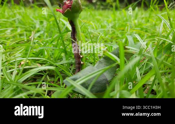 Achaea janata. Its commen namecastor semi looperAnd croton caterpillar ...