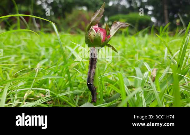 Achaea janata. Its commen namecastor semi looperAnd croton caterpillar ...