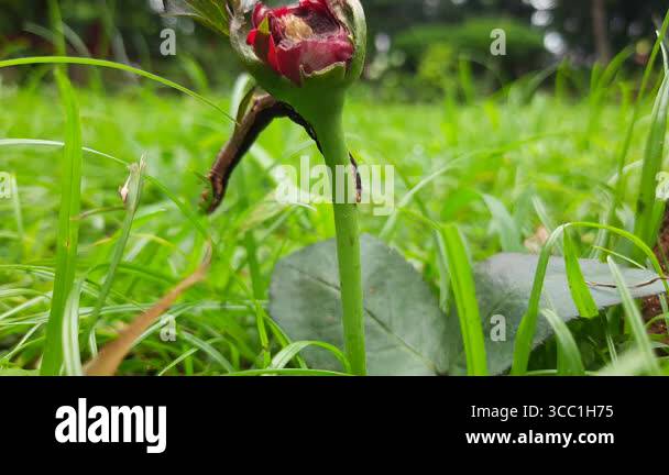 Achaea janata. Its commen namecastor semi looperAnd croton caterpillar ...