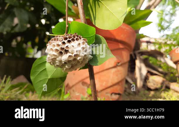 Paper wasps nest. Paper wasps construct their nests from a material ...