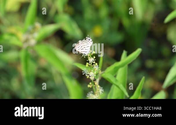 Tarucus balkanicus butterfly. Its common namesBalkan Pierrotand little ...
