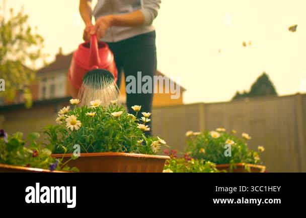 Woman gently watering daisies in flower box under sunlight. Homegrown ...