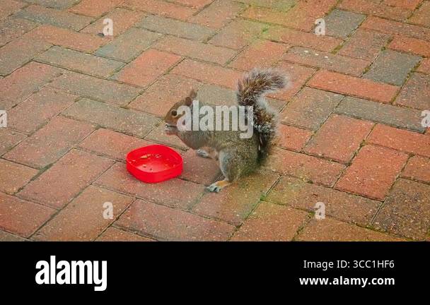 Squirrel eating food near red dish on backyard patio. Grey squirrel ...