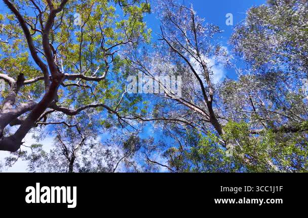 Footage looking up through Gum Tree branches and leaves into a vibrant ...