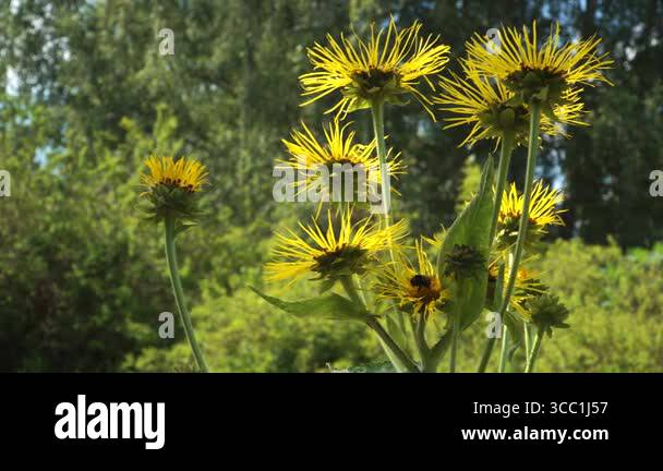 Elecampane flower heads (Inula helenium L.) bloom in golden glory ...