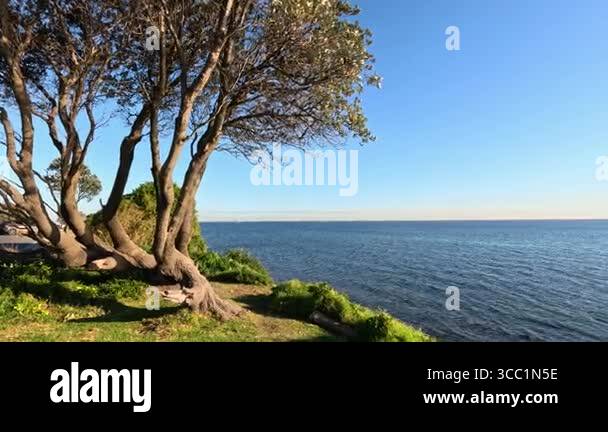 Brighton trees Stock Videos & Footage - HD and 4K Video Clips - Alamy