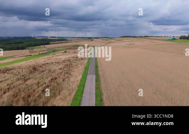 Field with cultivated wheat in Germany, harvest in the summer ...