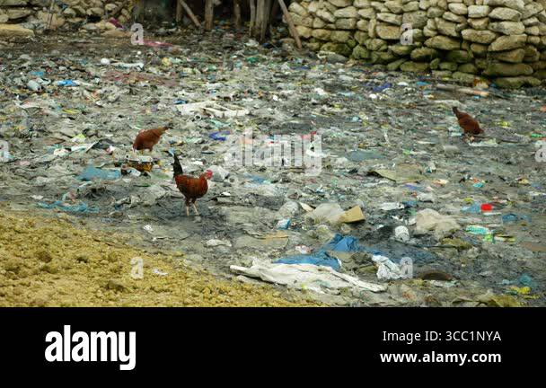 Philippine slum waste rooster hen farm landfill chicken waste pollution ...