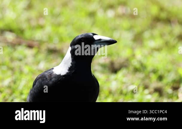 Curious magpie walking on Stock Videos & Footage - HD and 4K Video ...
