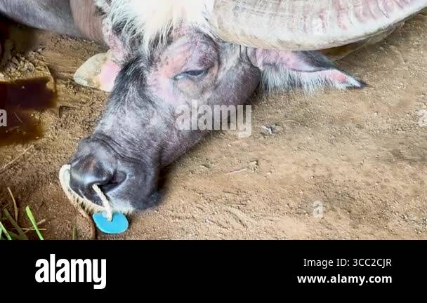 A water buffalo peacefully rests on sandy ground, chewing, under ...