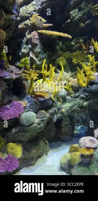 Colorful fish and aquatic creatures move through clear water in a ...
