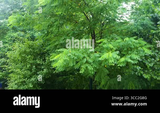 Tree branches during rain with wind. Raindrops on the background of ...