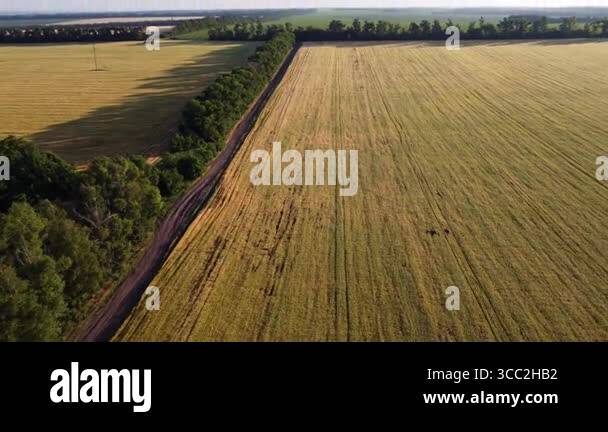 Aerial green summer farmland scenery with agriculture fields in morning ...