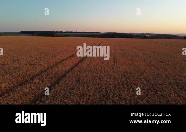 Aerial golden summer wheat fields with green trees line in warm sunrise ...