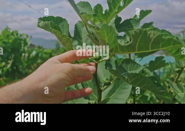 Healthy tree growth Stock Videos & Footage - HD and 4K Video Clips - Alamy