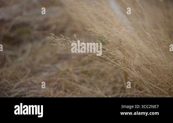 Dried weeds slowly blowing in the wind in late fall. Slow motion, close ...