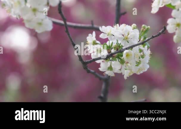 Close up of an apple tree branch blooming with white flowers in spring ...