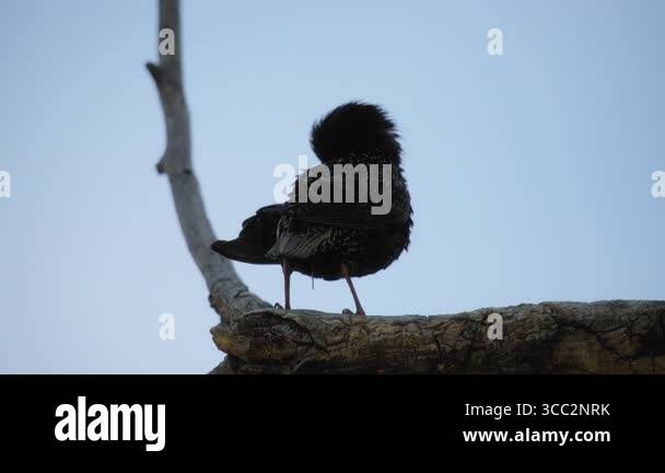 Common starling cleaning feathers on a tree branch and flying away ...