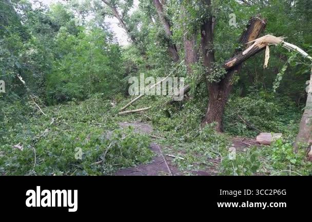 Aftermath of a strong hurricane fallen trees and broken branches in ...
