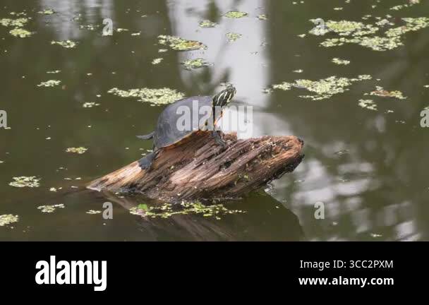 Small Turtle in Florida Swamp Stock Video Footage - Alamy