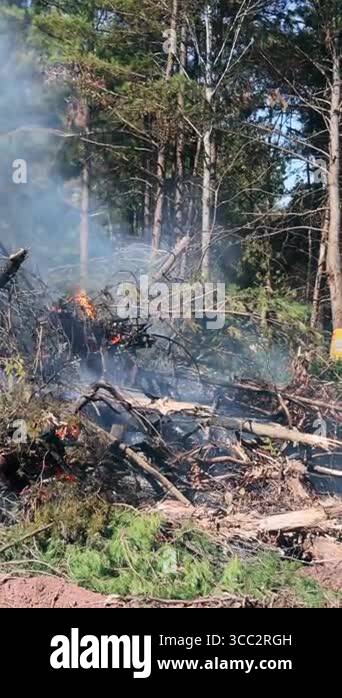Heavy machinery is clearing forest while flames burn timber log trees ...