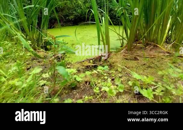 Wetland edge flora Stock Videos & Footage - HD and 4K Video Clips - Alamy