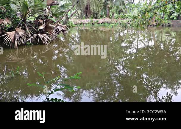 Immerse yourself in the tranquility of rural Bangladesh with this ...