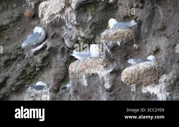 Seagulls nesting in weathered cliff cavities of Westman Islands ...