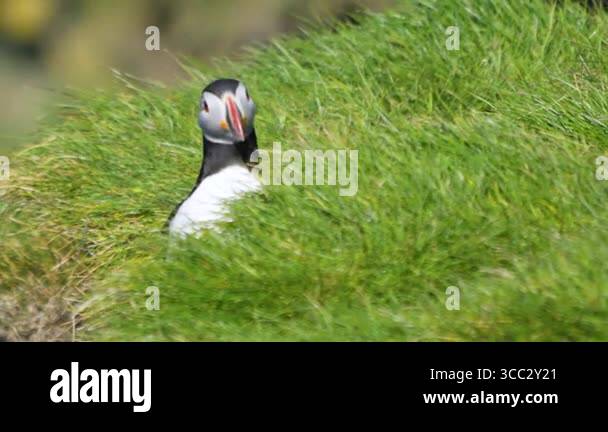 A puffin stretches its wings at the nest entrance on a green hill in ...