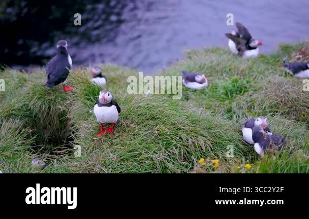 Enjoy puffins resting and playing on a scenic Iceland summer hillside ...