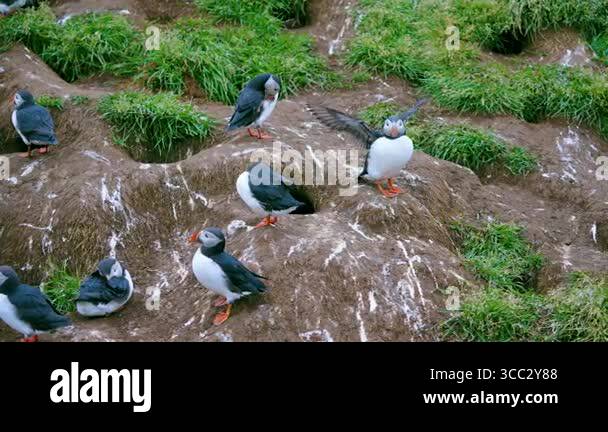 Several adorable puffins are seen resting peacefully in front of their ...