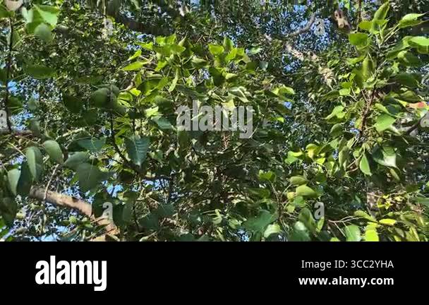 Fig tree leaf sprouting Stock Videos & Footage - HD and 4K Video Clips ...