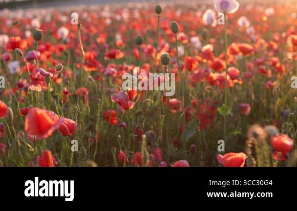 Walk in the poppy field. Camera moves between the flowers of red and ...