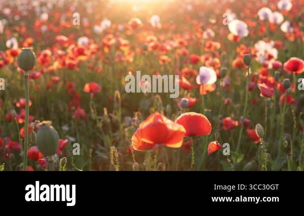 Walk in the poppy field. Camera moves between the flowers of red and ...