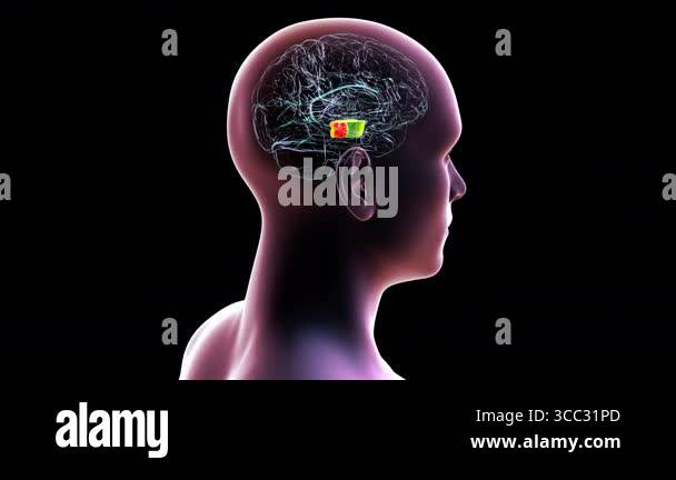 Animation of a human brain rotating 360 degrees with the structures of ...