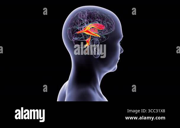 Animation of a human brain with the ventricular system highlighted ...