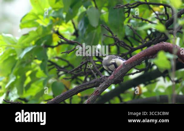 Great Tit eats foof from a tree branch (Parus major Stock Video Footage ...