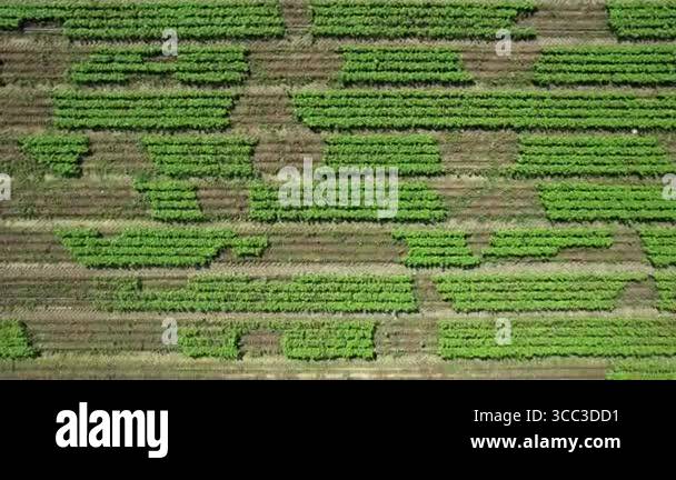 Aerial video documentation of Ligurian basil fields, tender, vibrant ...
