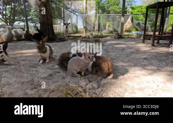 Rabbits interacting in a natural farm environment Stock Video Footage ...