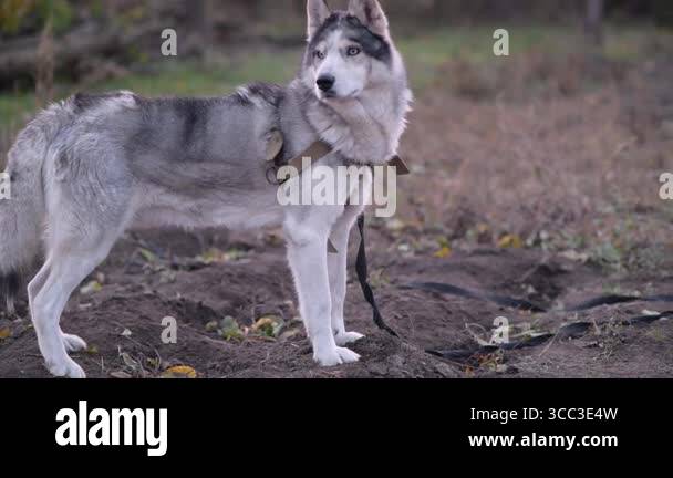 Medium side shot of full-body husky staring ahead, then turning to bark ...