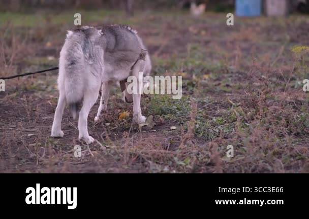 Tied husky dog walks in circles on garden soil, sniffing the ground ...
