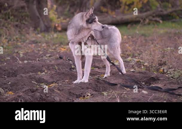 Full-body husky stands and turns head side to side, alert and observant ...