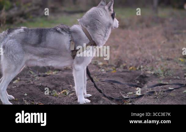 Medium side shot of husky standing still, staring at camera, then ...