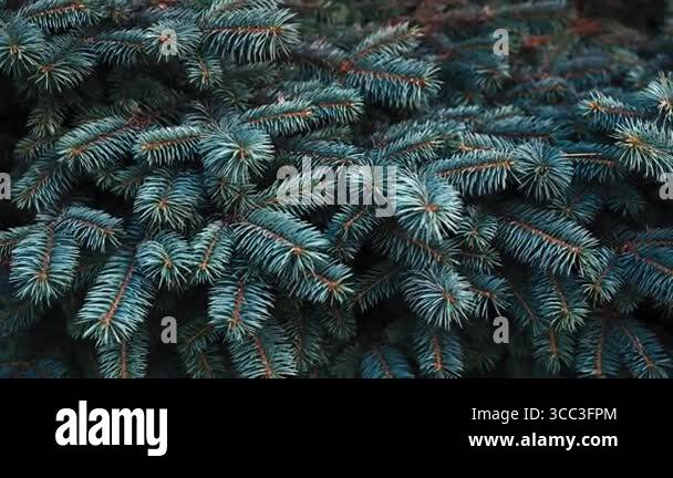 Vibrant blue green needles of an evergreen spruce tree are growing ...