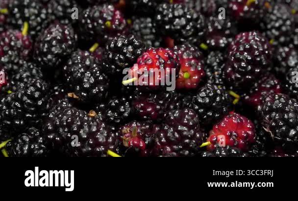 Mulberry berries. Mulberry - fruit tree whose fruits have many ...
